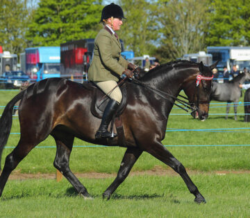 FOR-REPRO Stallion, Lebenslang - Equine Nutrition
