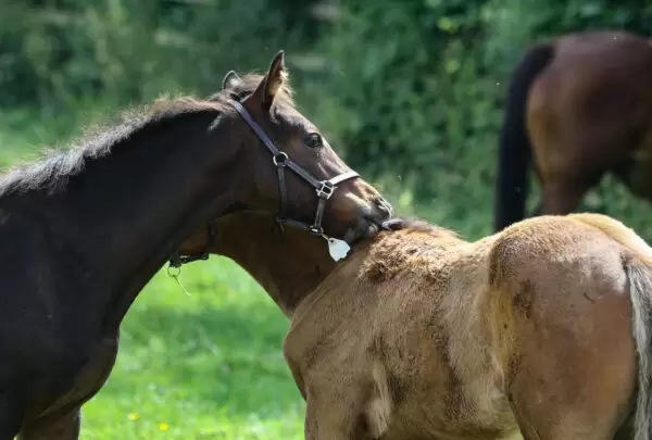 Our Comprehensive Breeding Supplements Range | Foran Equine