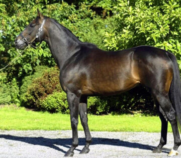 Copper Supplements for Horses: Benefits & Deficiency Solutions | Foran ...